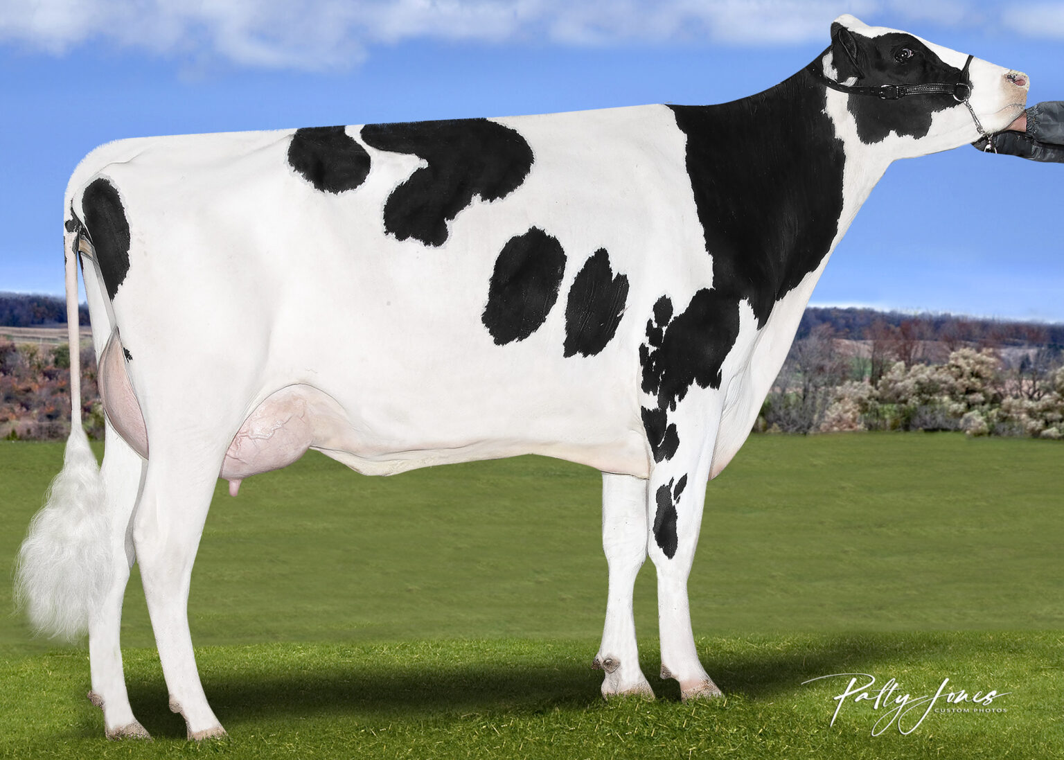 Advantage | Premium Dairy Bull | Stanton Genetics