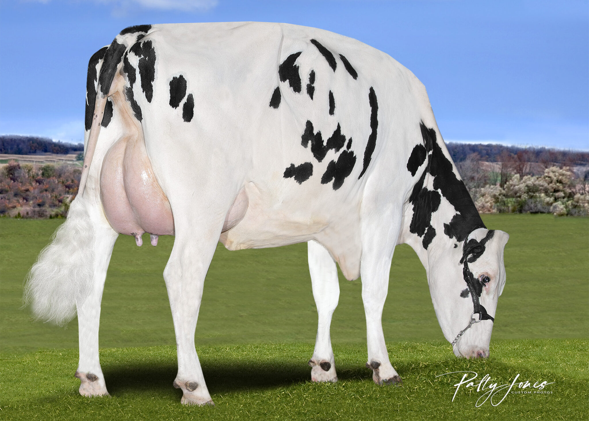Stanton Genetics | Sustainable Holstein Dairy Farm | Innovation in Family Farming