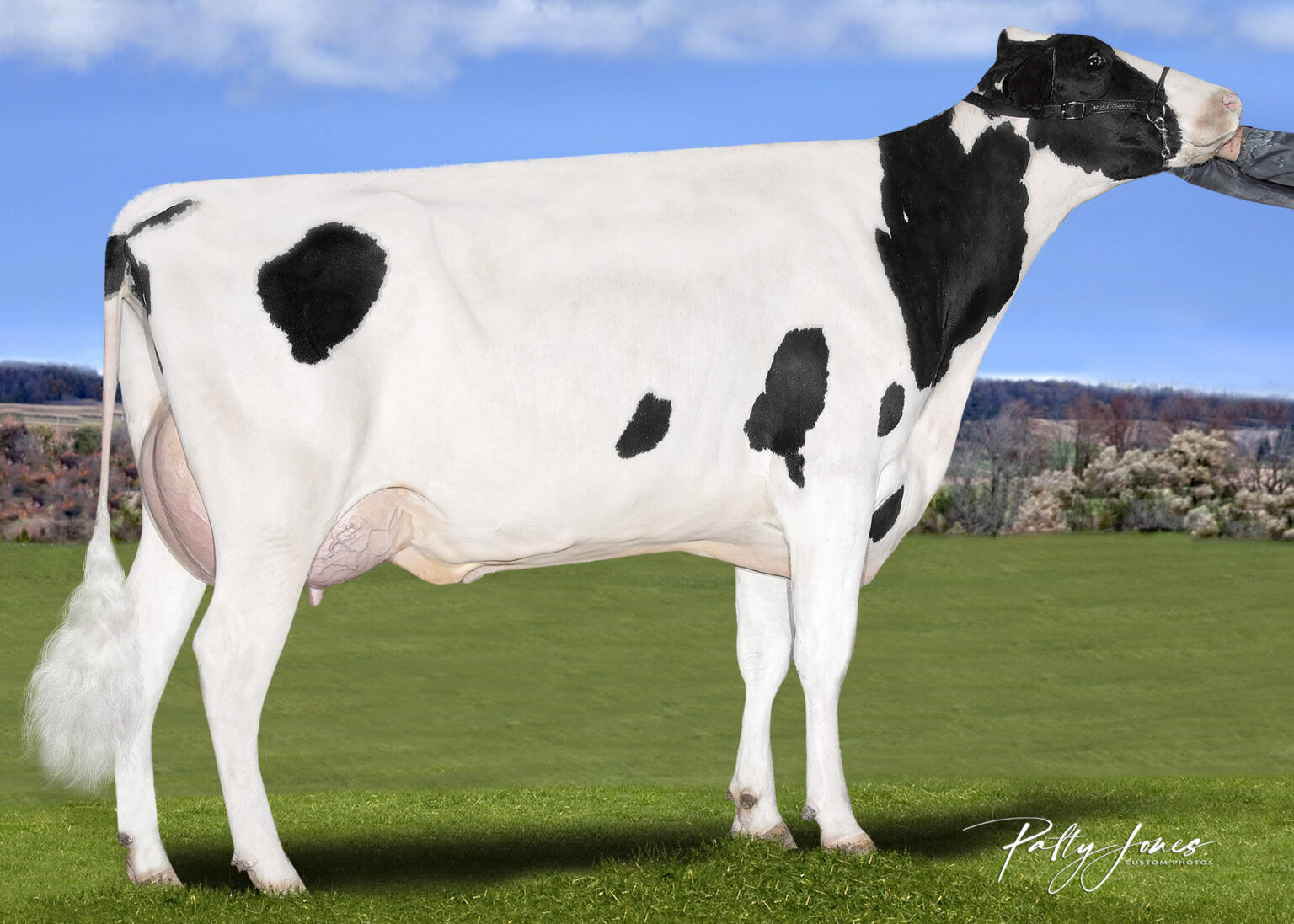 Stanton Genetics | Sustainable Holstein Dairy Farm | Innovation in Family Farming