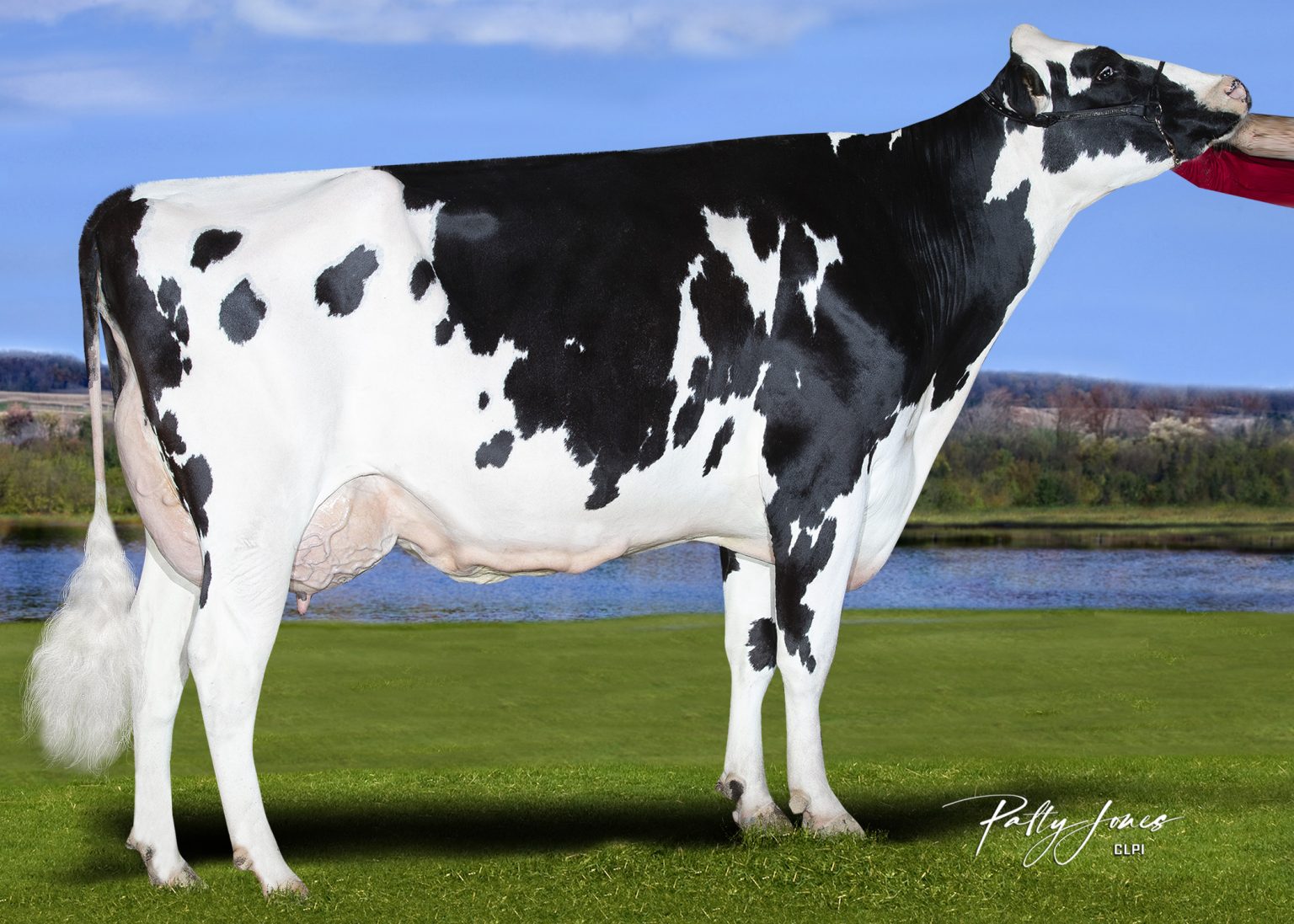 Stanton Genetics | Sustainable Holstein Dairy Farm | Innovation in Family Farming