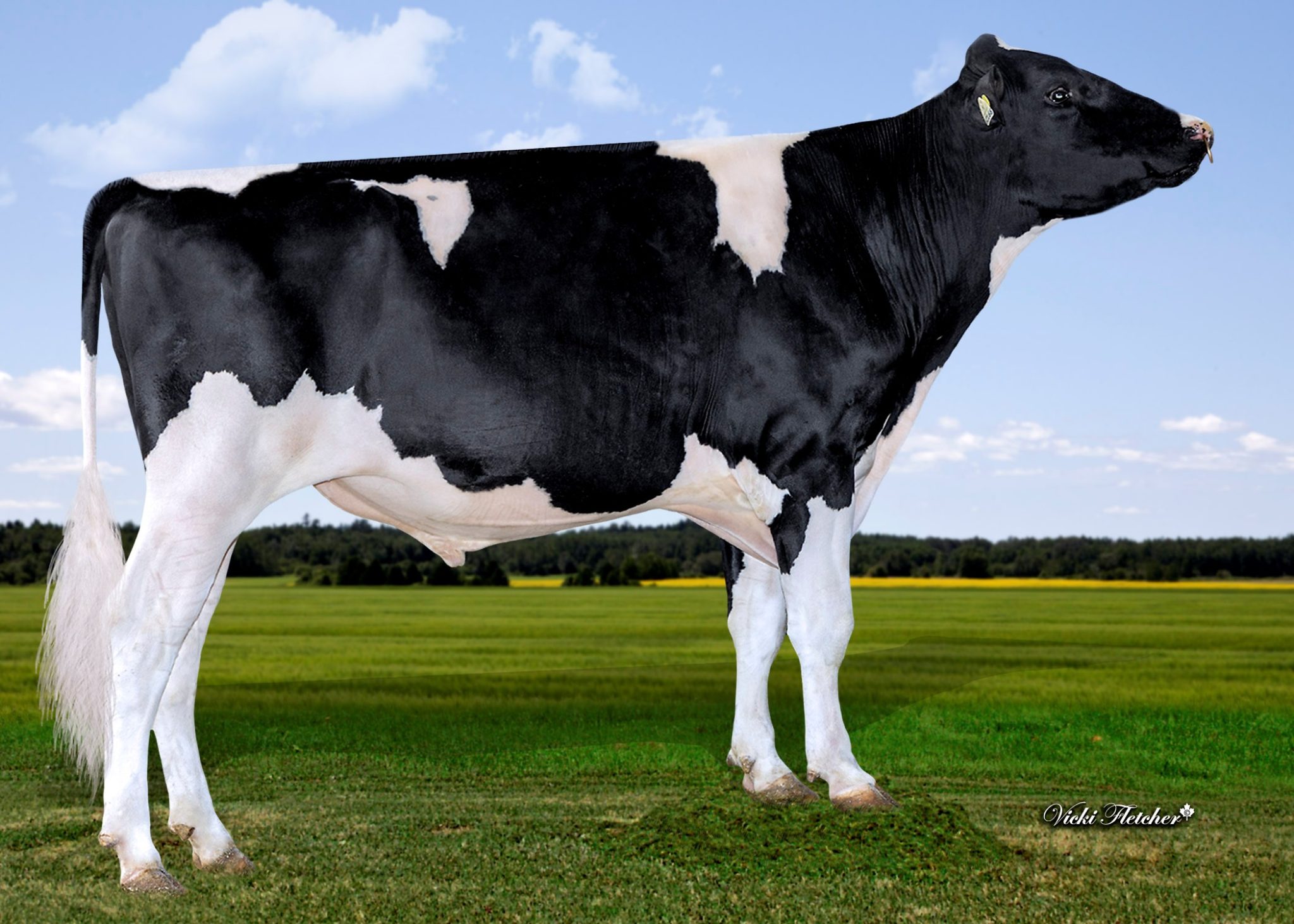 Stanton Genetics | Sustainable Holstein Dairy Farm | Innovation in Family Farming