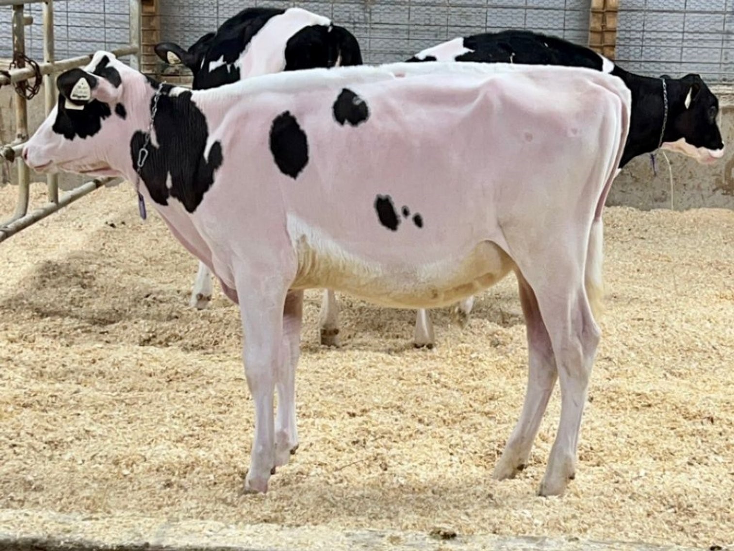 Donors – Stanton Genetics