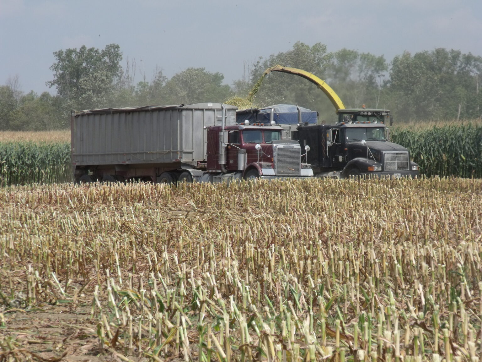 Gallery | Stanton Genetics | Capturing Our Dairy Farm's Essence