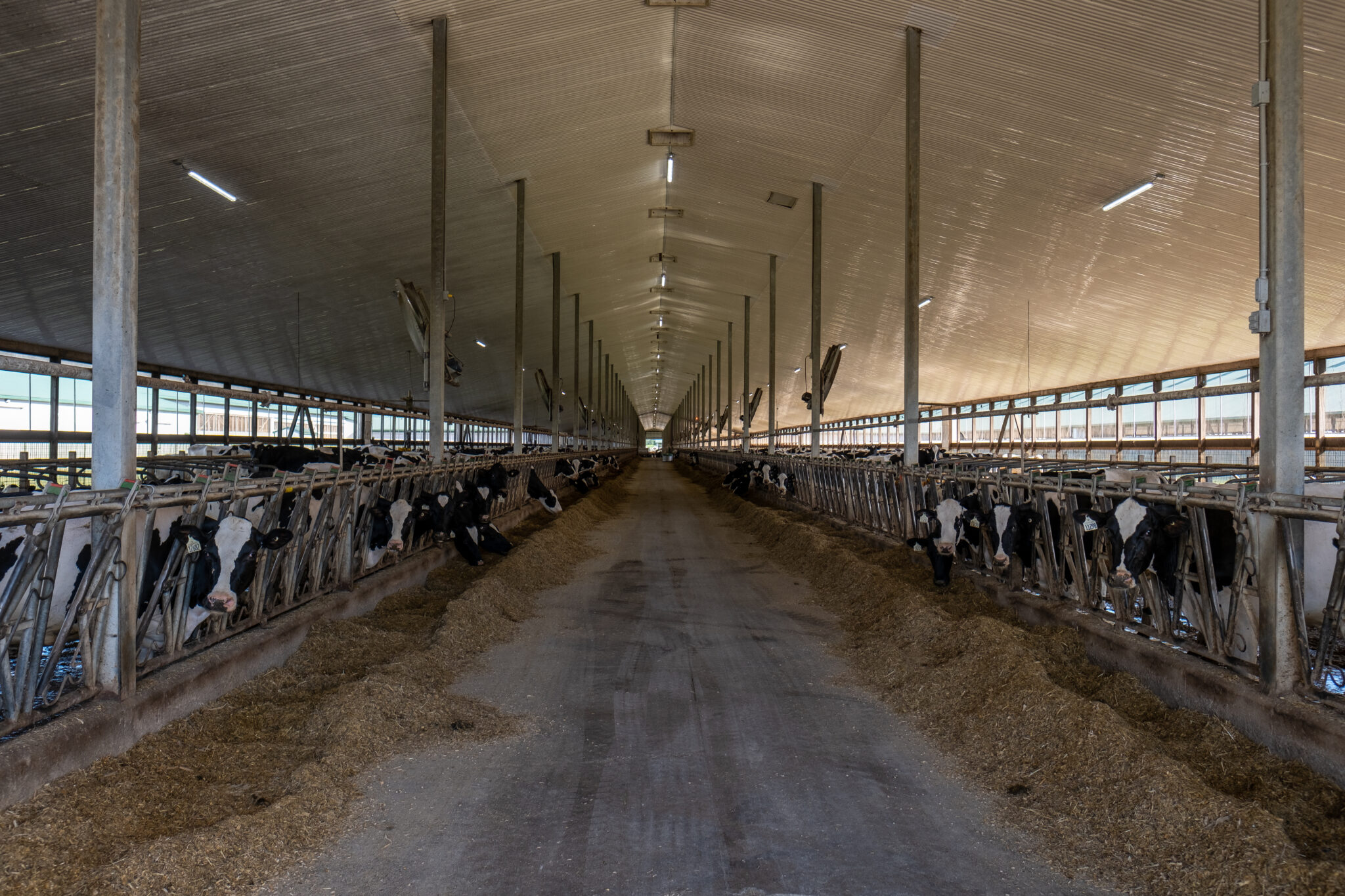 Gallery | Stanton Genetics | Capturing Our Dairy Farm's Essence