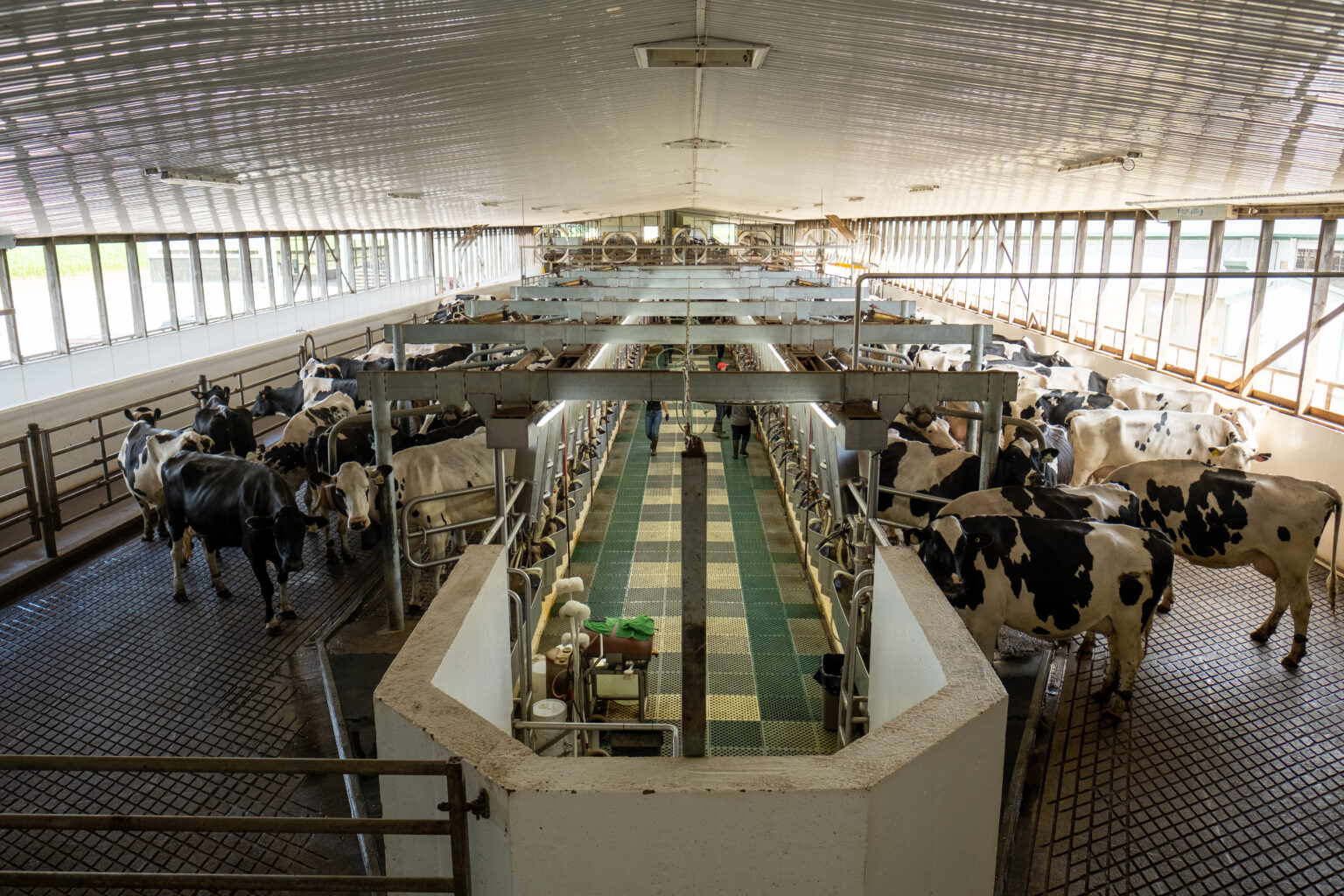 Gallery | Stanton Genetics | Capturing Our Dairy Farm's Essence
