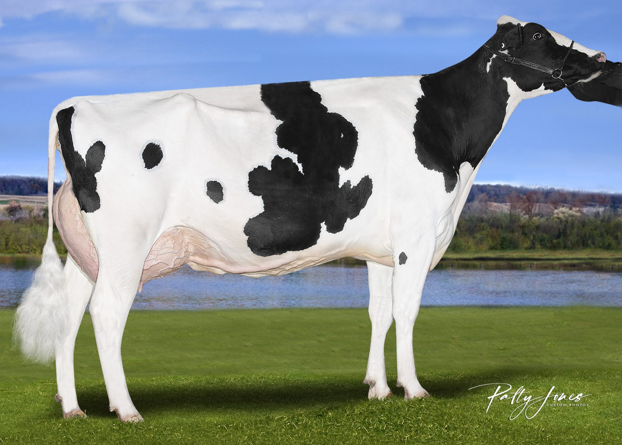 Acura Roxie – Stanton Genetics