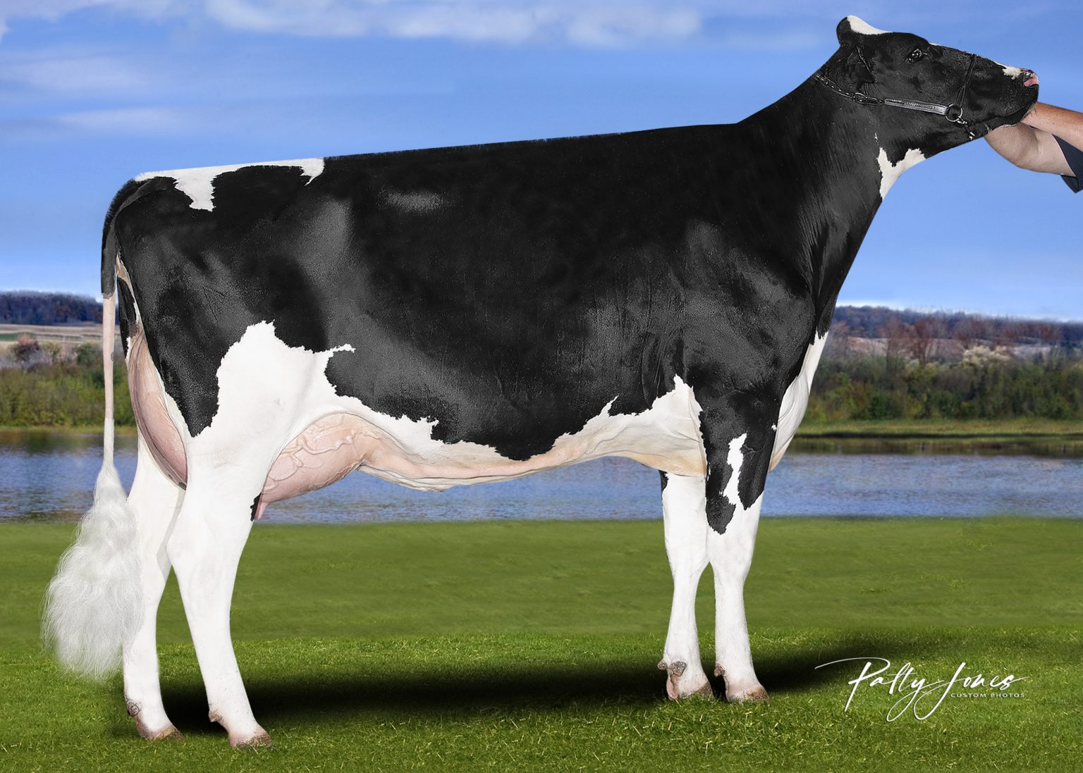 Stanton Genetics | Sustainable Holstein Dairy Farm | Innovation in Family Farming