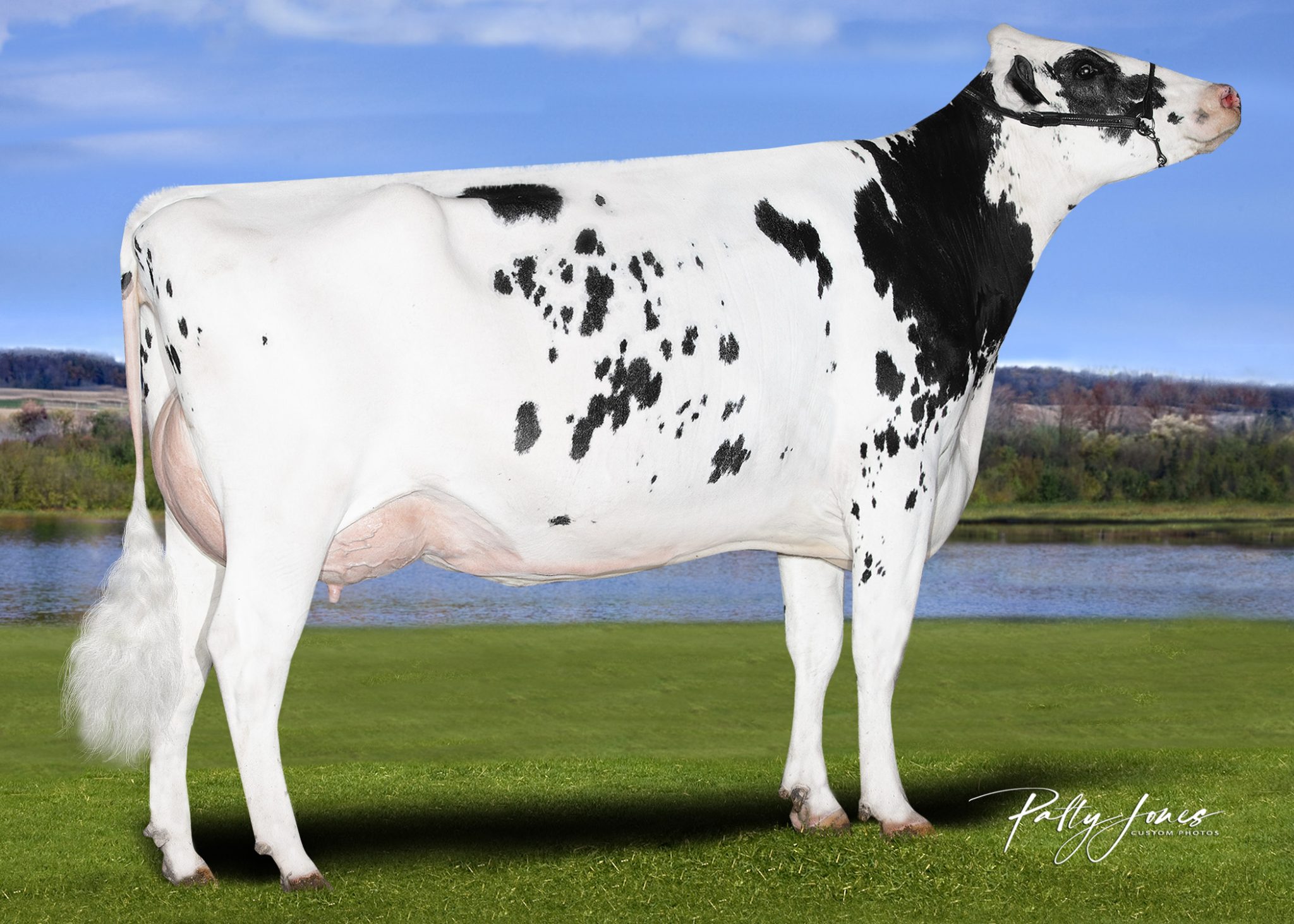 Advantage | Premium Dairy Bull | Stanton Genetics