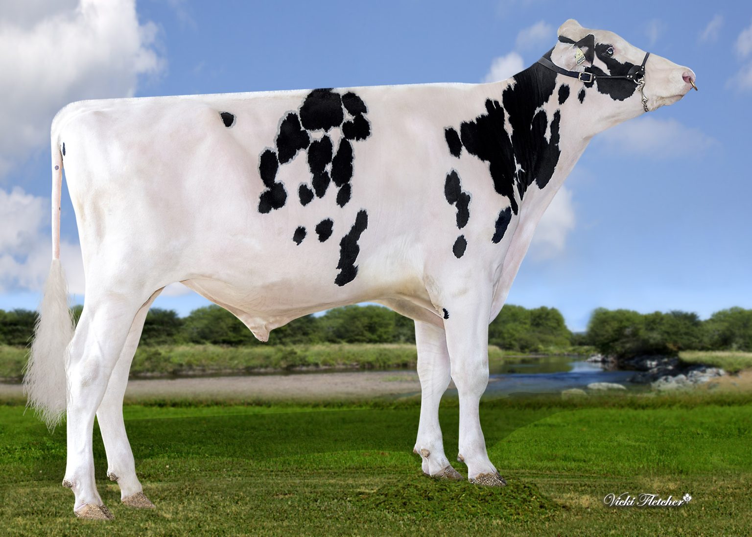 Remover PP | Premium Dairy Bull | Stanton Genetics