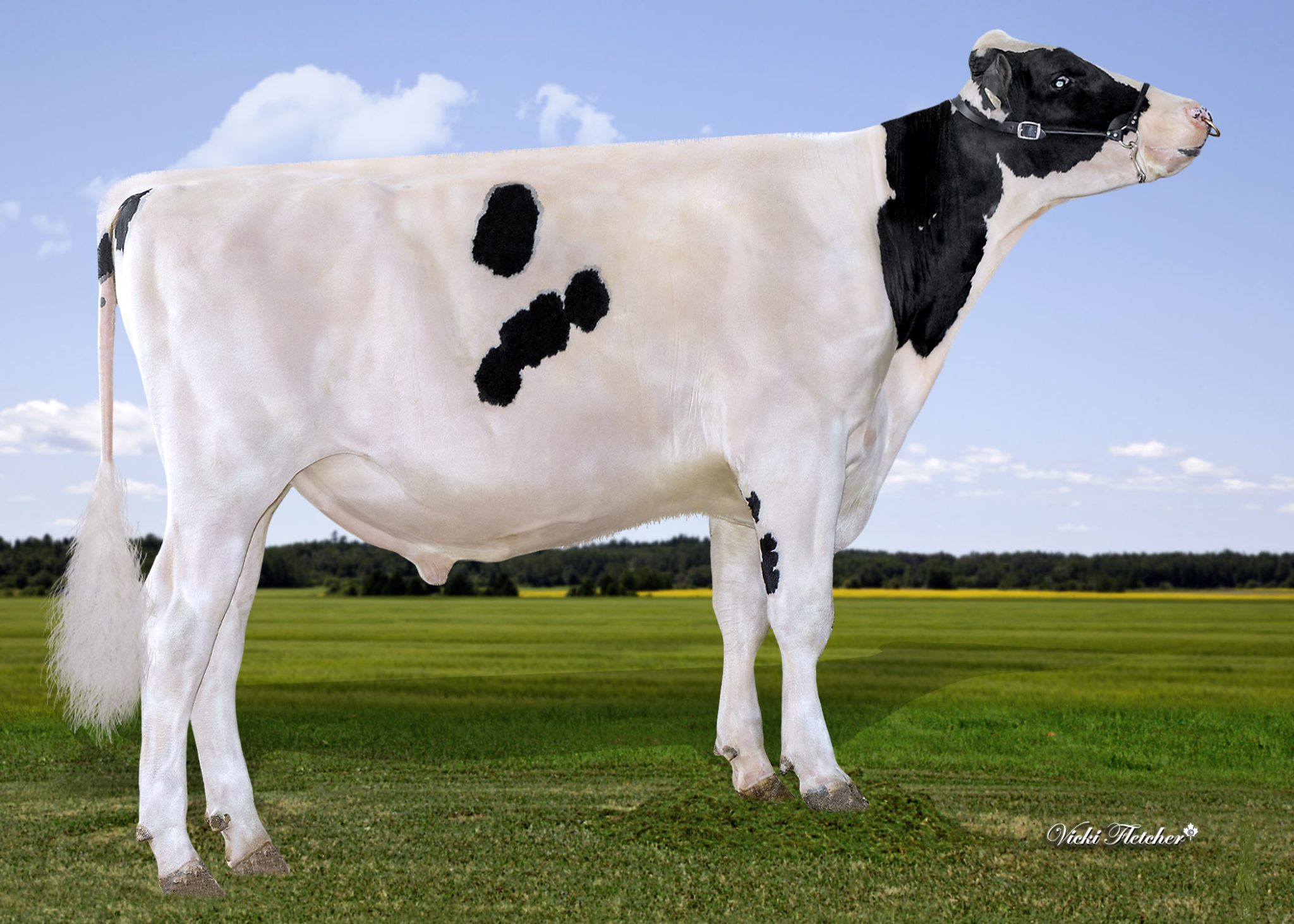 Stanton Genetics | Sustainable Holstein Dairy Farm | Innovation in Family Farming