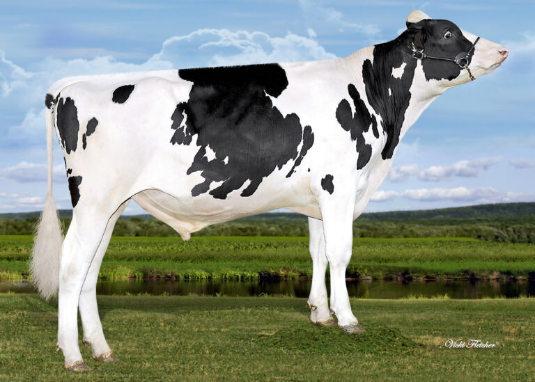 Remover PP | Premium Dairy Bull | Stanton Genetics