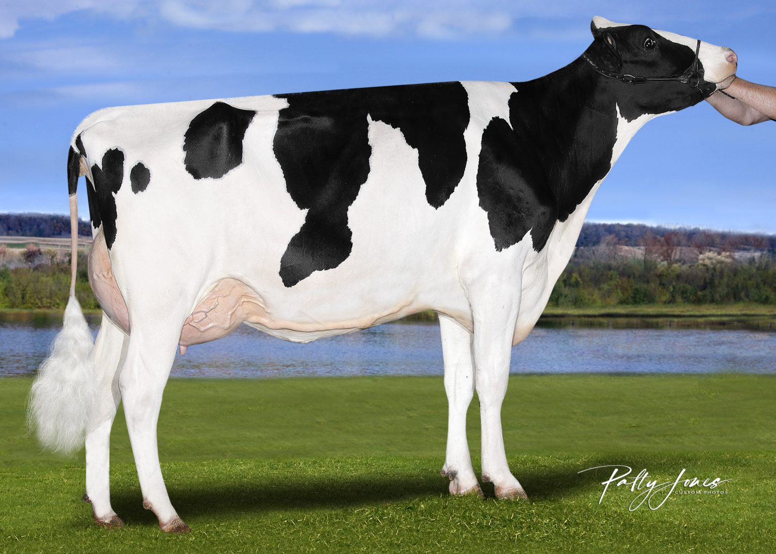 Stanton Genetics | Sustainable Holstein Dairy Farm | Innovation in Family Farming