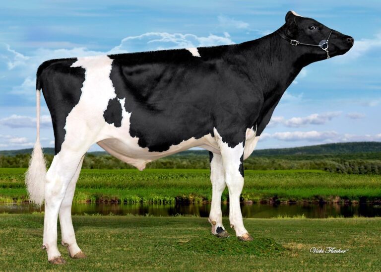 Remover PP | Premium Dairy Bull | Stanton Genetics