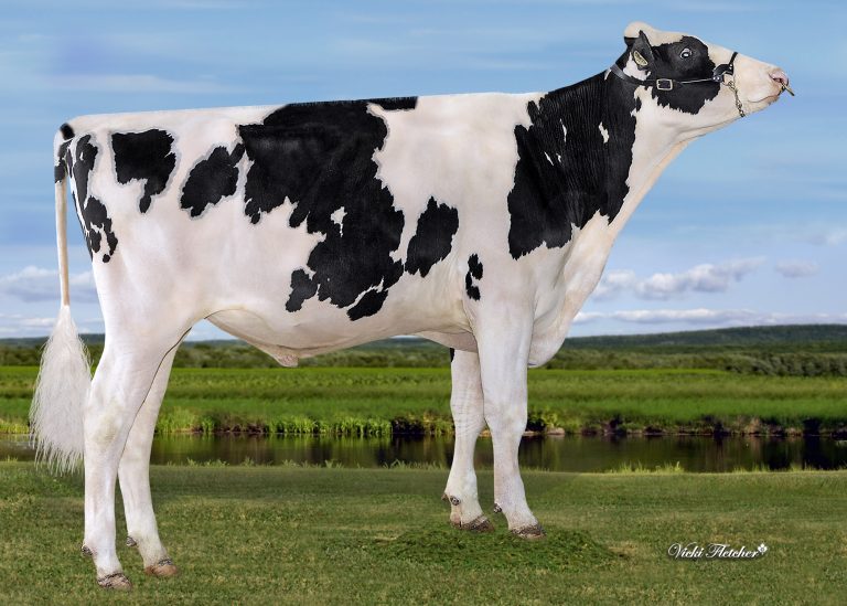 Stanton Genetics | Sustainable Holstein Dairy Farm | Innovation in ...