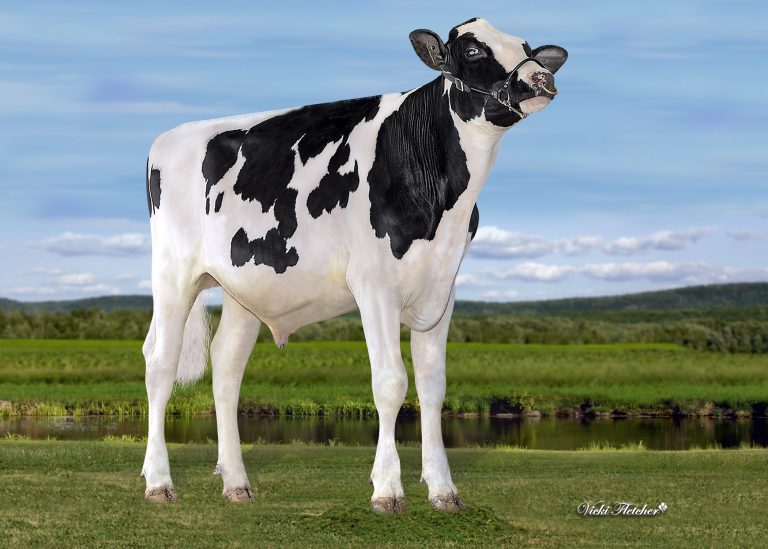 Prioritize PP | High-Quality Dairy Bull | Stanton Genetics