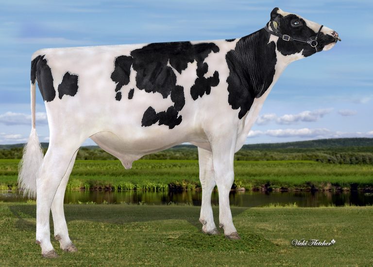 Remover PP | Premium Dairy Bull | Stanton Genetics