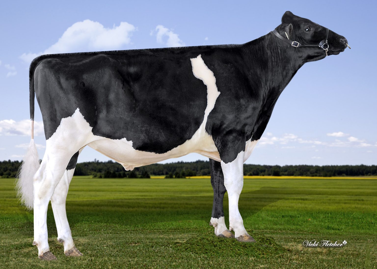 Stanton Genetics | Sustainable Holstein Dairy Farm | Innovation in Family Farming