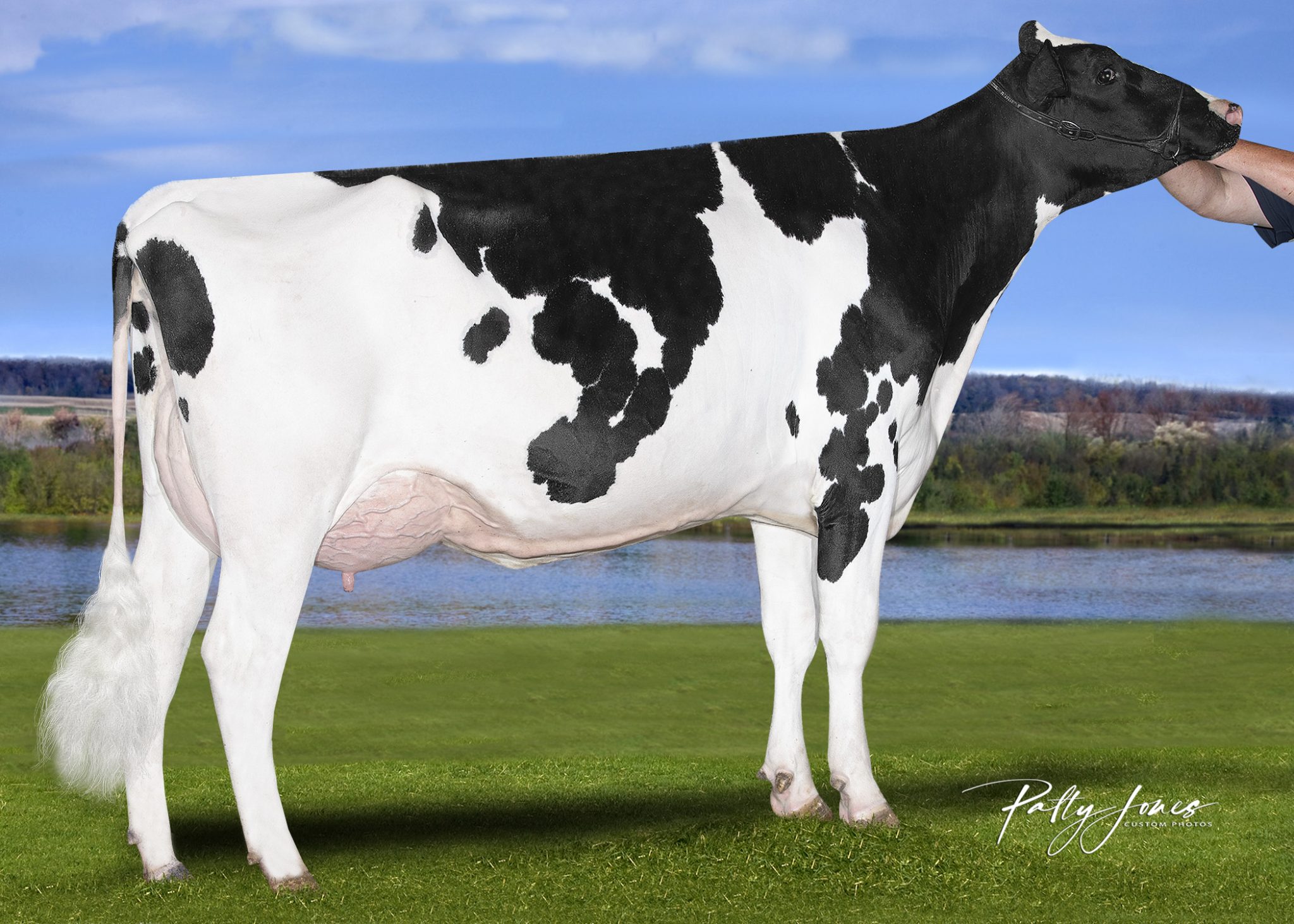Remover PP | Premium Dairy Bull | Stanton Genetics