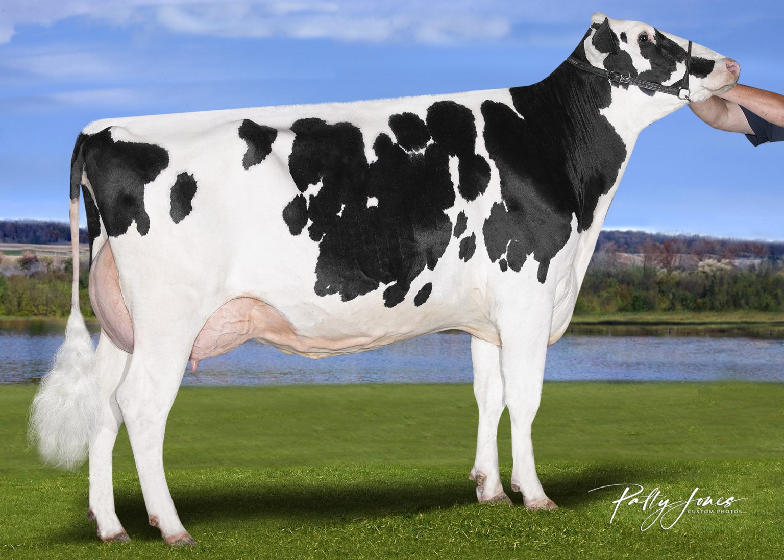 Remover PP | Premium Dairy Bull | Stanton Genetics