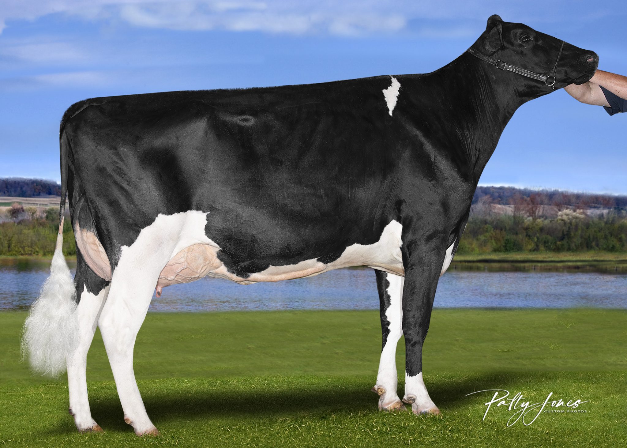 Remover PP | Premium Dairy Bull | Stanton Genetics