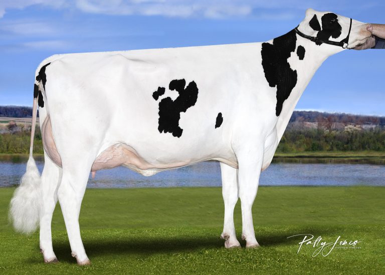 Remover PP | Premium Dairy Bull | Stanton Genetics