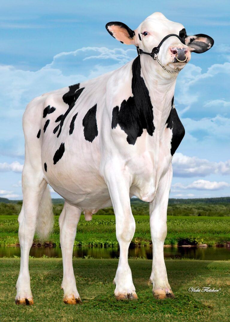 Remover PP | Premium Dairy Bull | Stanton Genetics