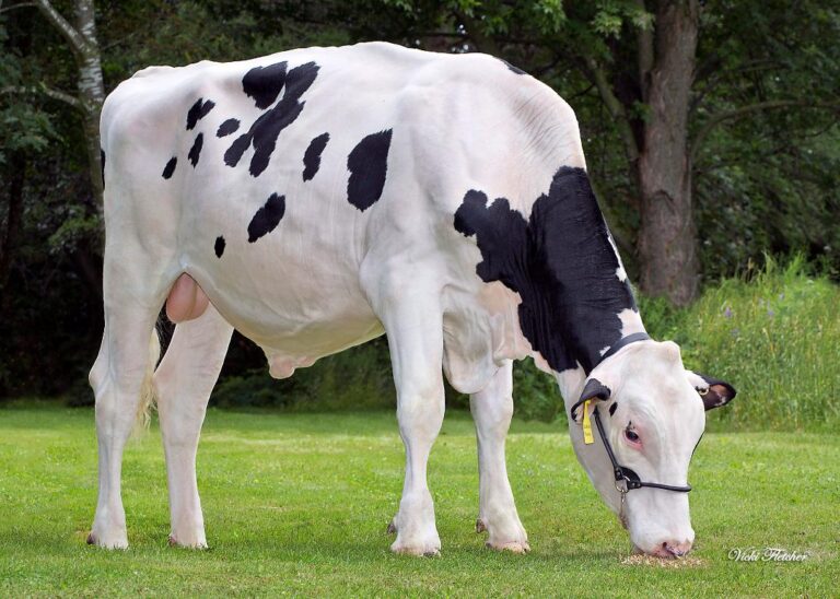 Remover PP | Premium Dairy Bull | Stanton Genetics