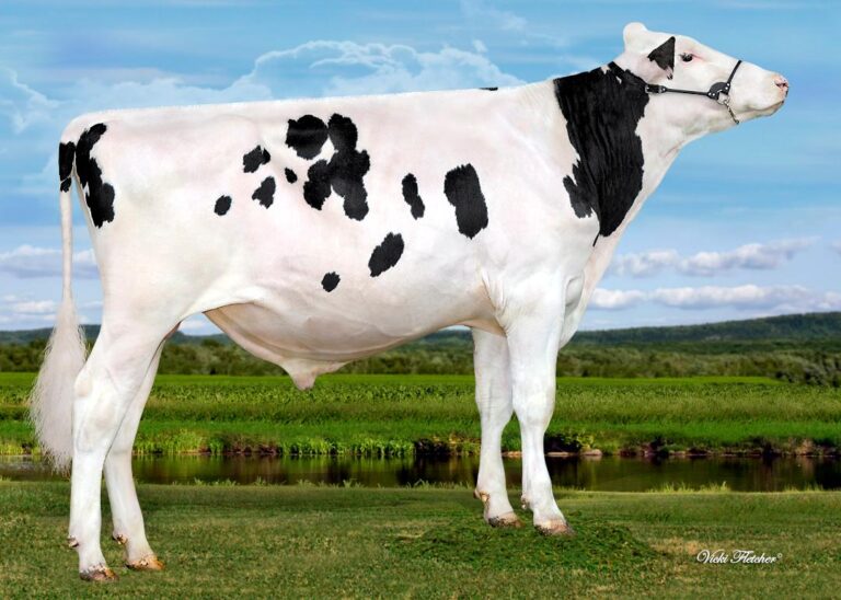 Stanton Genetics | Sustainable Holstein Dairy Farm | Innovation in ...