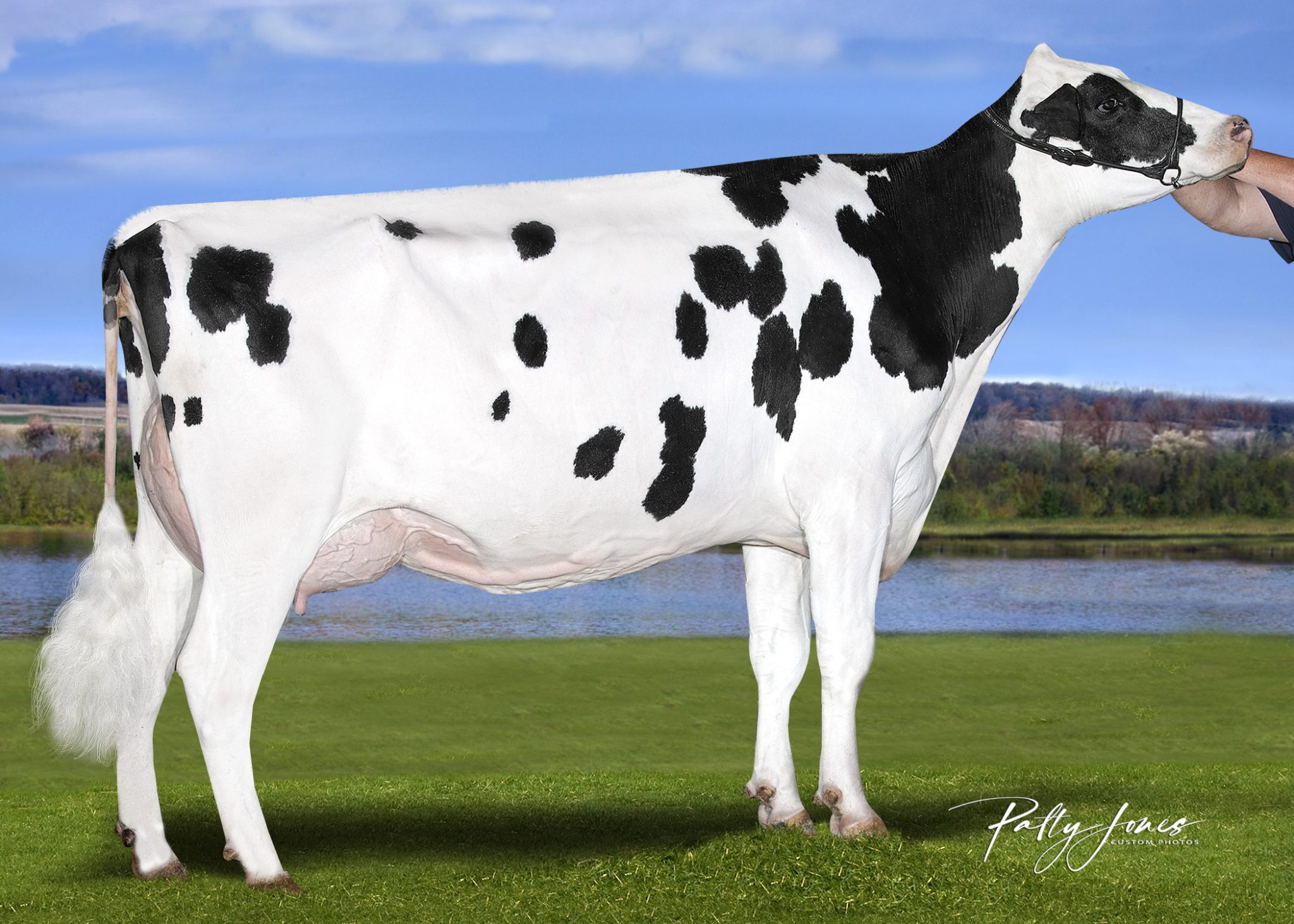 Remover PP | Premium Dairy Bull | Stanton Genetics