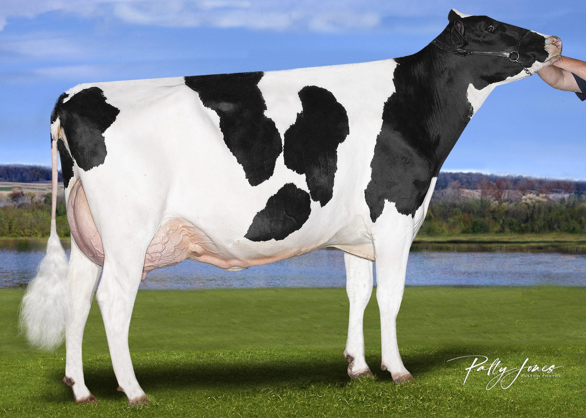 Remover PP | Premium Dairy Bull | Stanton Genetics