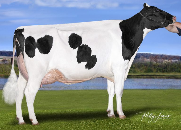 Remover PP | Premium Dairy Bull | Stanton Genetics