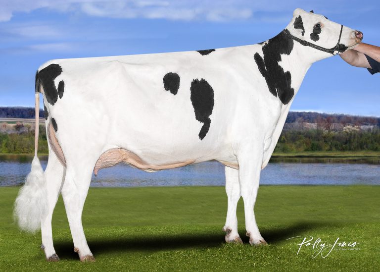 Remover PP | Premium Dairy Bull | Stanton Genetics