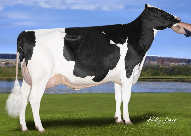 Remover PP | Premium Dairy Bull | Stanton Genetics