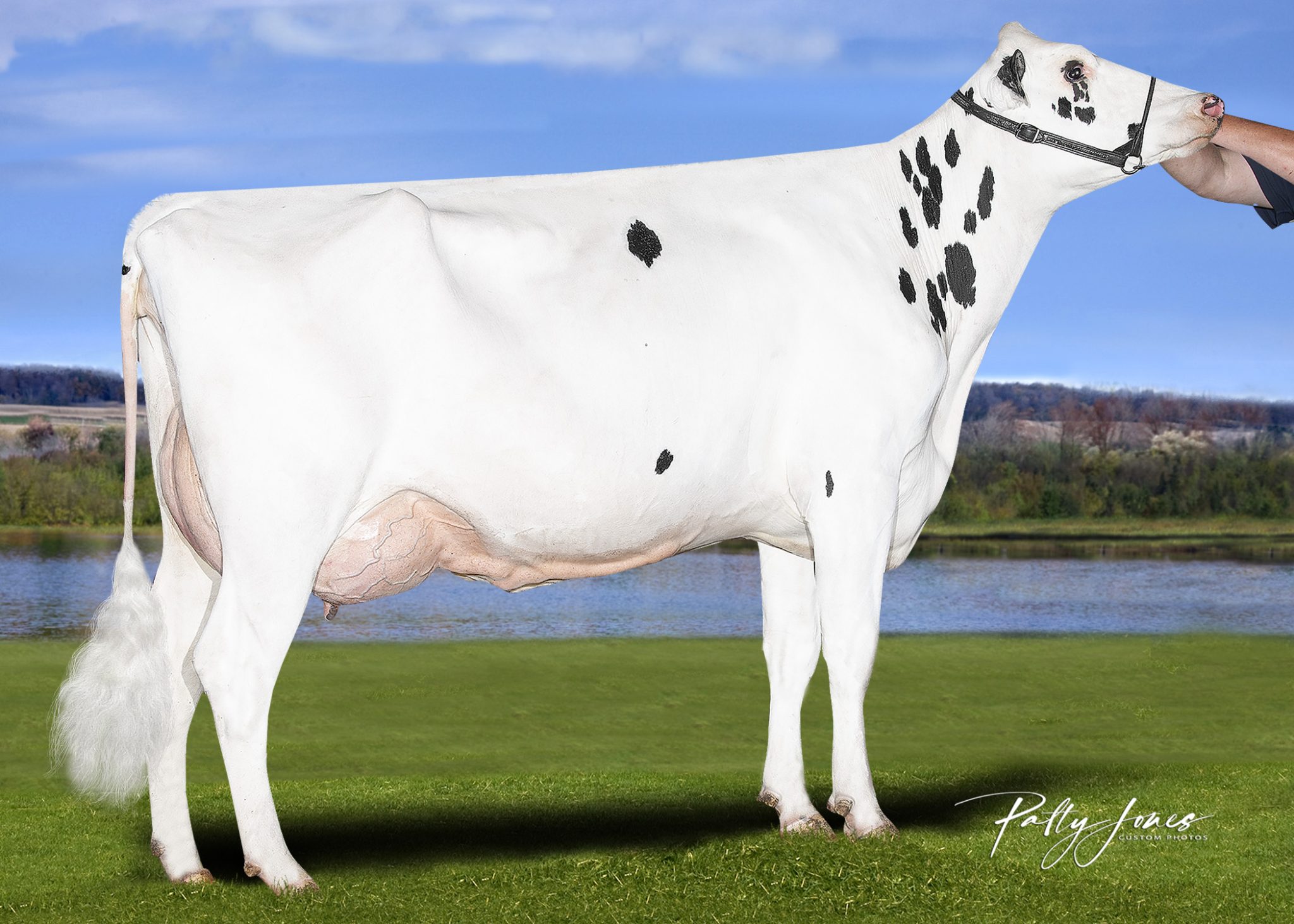 Remover PP | Premium Dairy Bull | Stanton Genetics