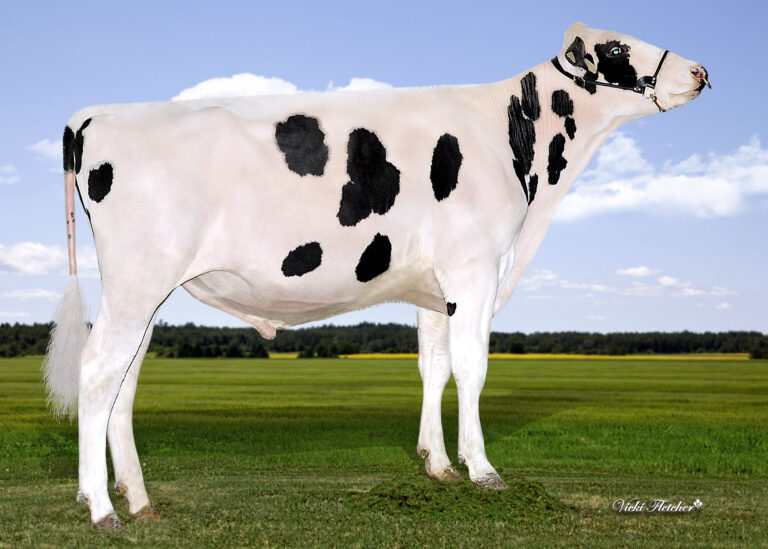 Remover PP | Premium Dairy Bull | Stanton Genetics