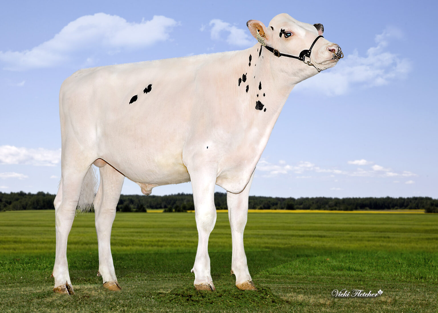 Stanton Genetics | Sustainable Holstein Dairy Farm | Innovation in Family Farming