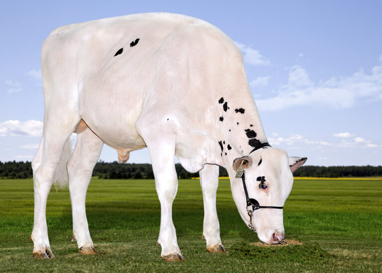 Shortcut P | Premium Dairy Bull | Stanton Genetics