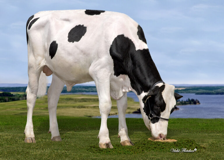 Target PP | Premium Dairy Bull | Stanton Genetics