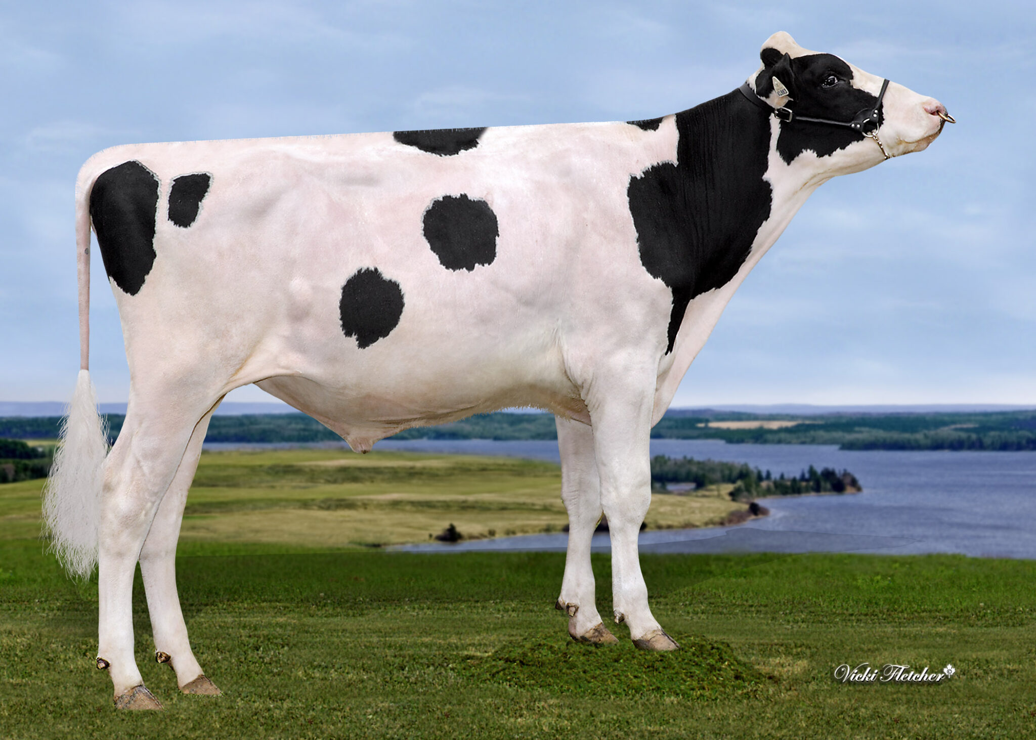 Remover PP | Premium Dairy Bull | Stanton Genetics