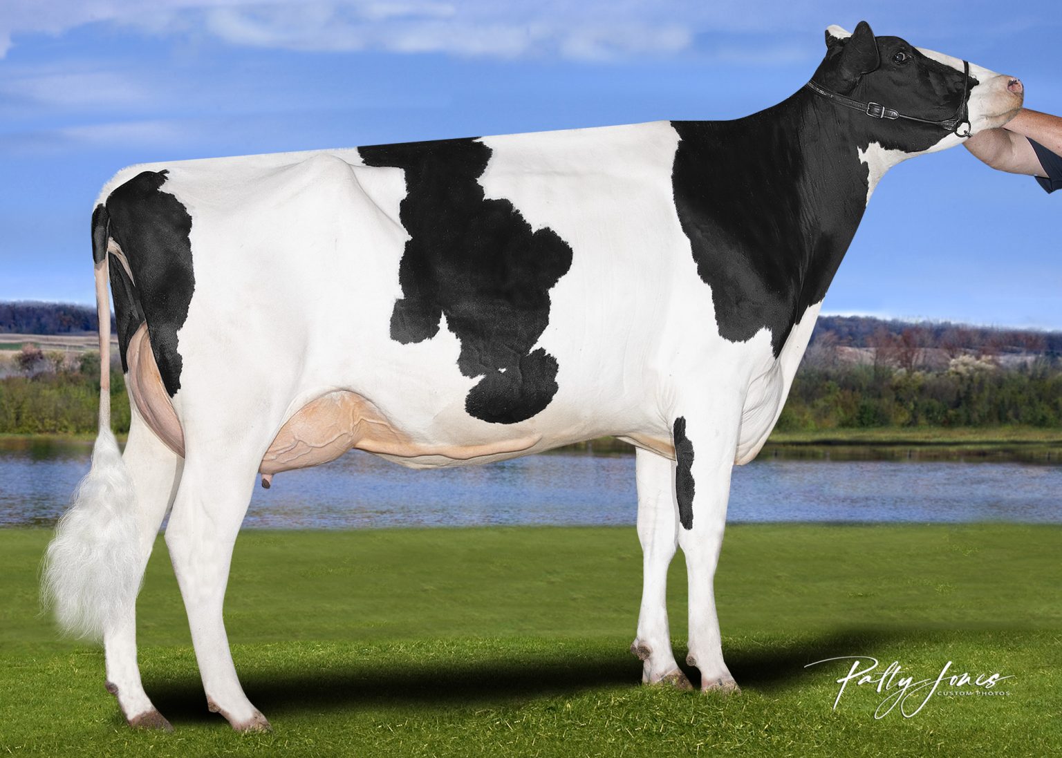 Stanton Genetics | Sustainable Holstein Dairy Farm | Innovation in Family Farming