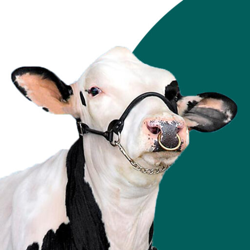 Bulls – Stanton Genetics
